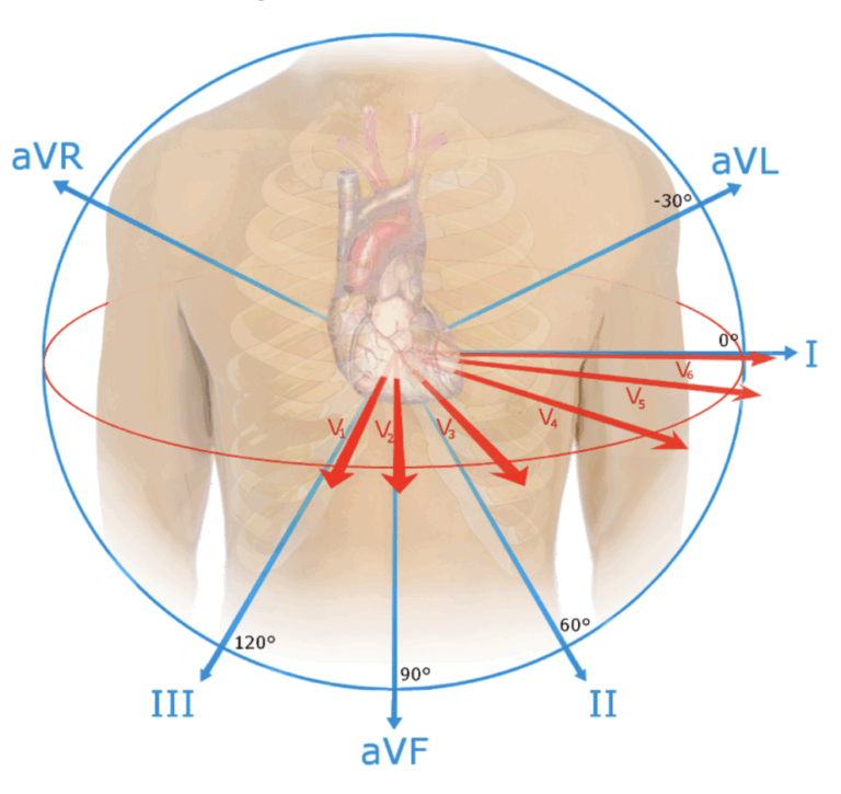 ECG Foundations: Vectors, Leads, & Activation – ECG Weekly